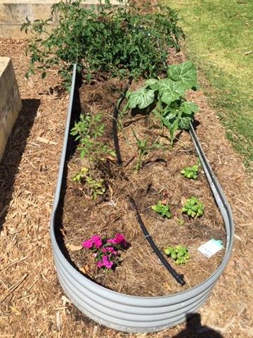 Kitchen and Garden Come Back to Life - Margaret River Primary School