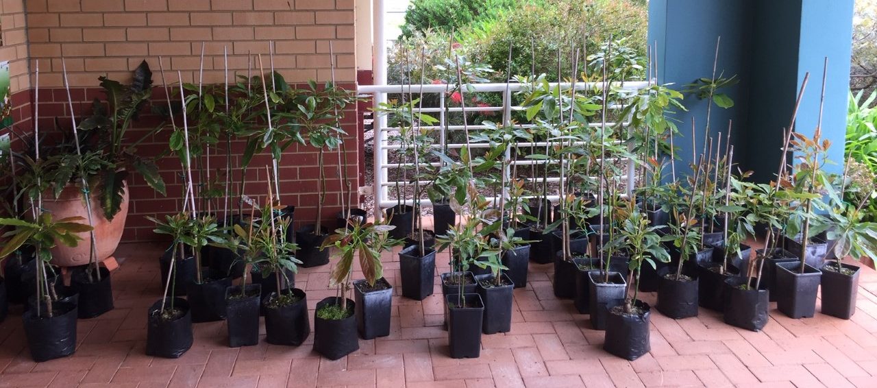 The Avocado Parade - Margaret River Primary School